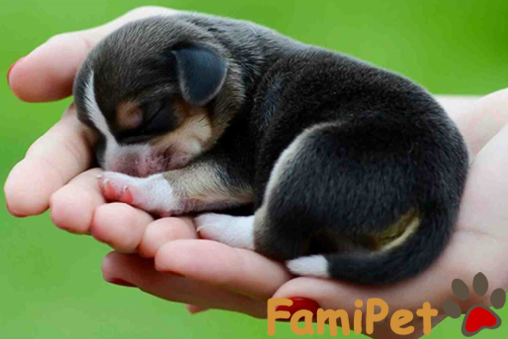 Cách chọn và chăm sóc một chú dog con P1 | SHOP VẬT CƯNG