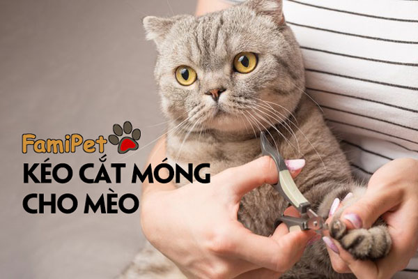 Kéo cắt móng cho cat có "sánh" bằng kìm không? | SHOP VẬT CƯNG